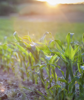 Understanding the Benefits of Enhanced Coverage Option (ECO) - Compeer