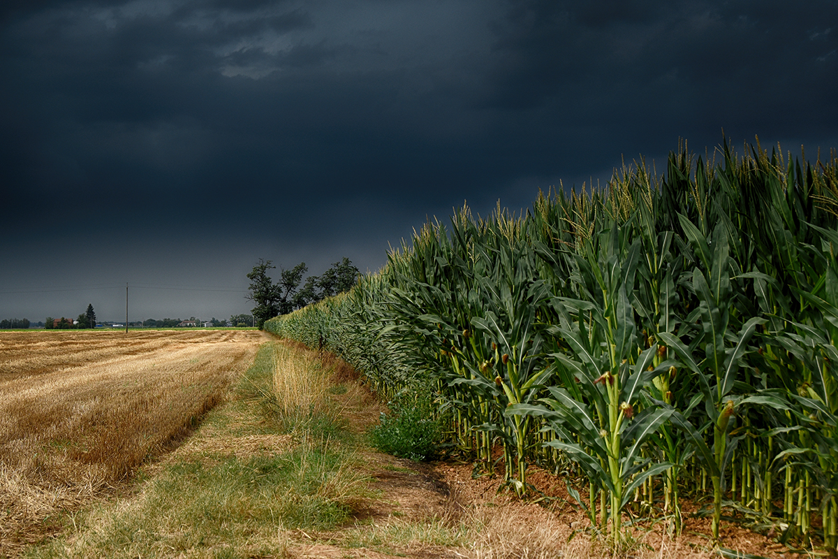 Multi-Peril Crop Insurance (MPCI) - Compeer